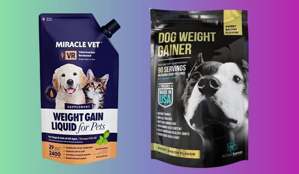 10 Best Dog Food for Senior Dogs to Gain Weight and Boost Health - Dog ...